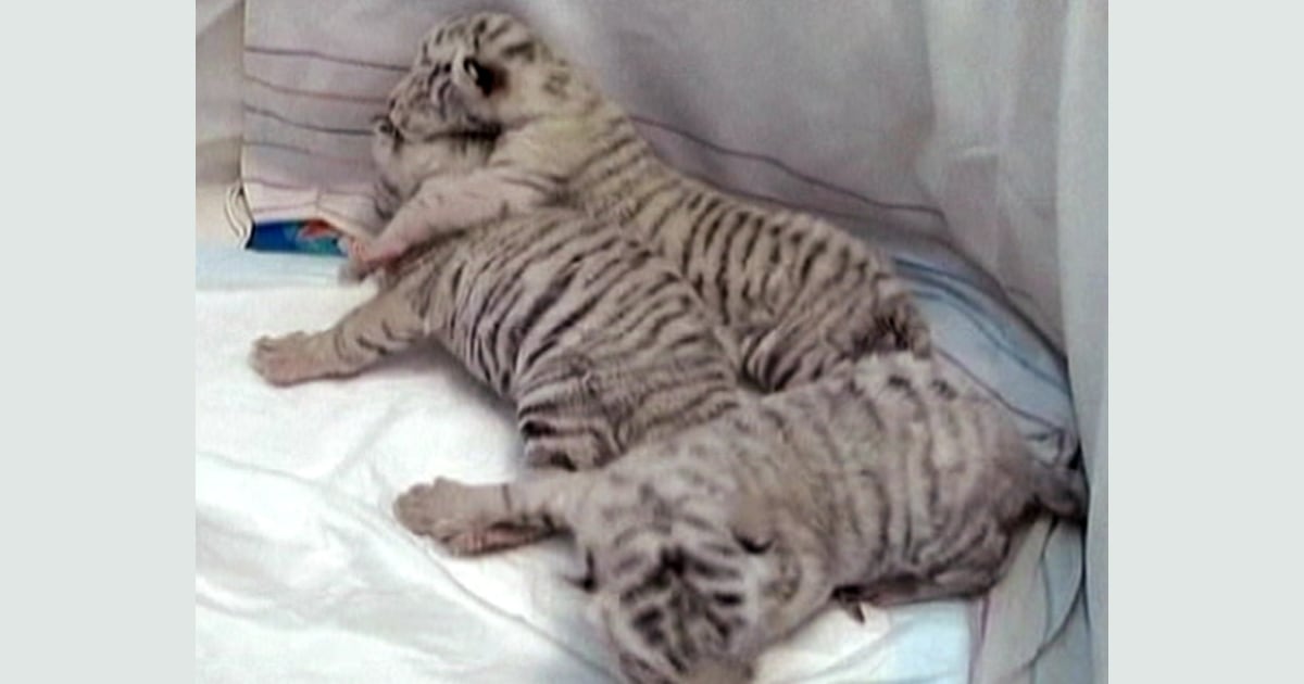 Tiger cubs born in Ukraine zoo