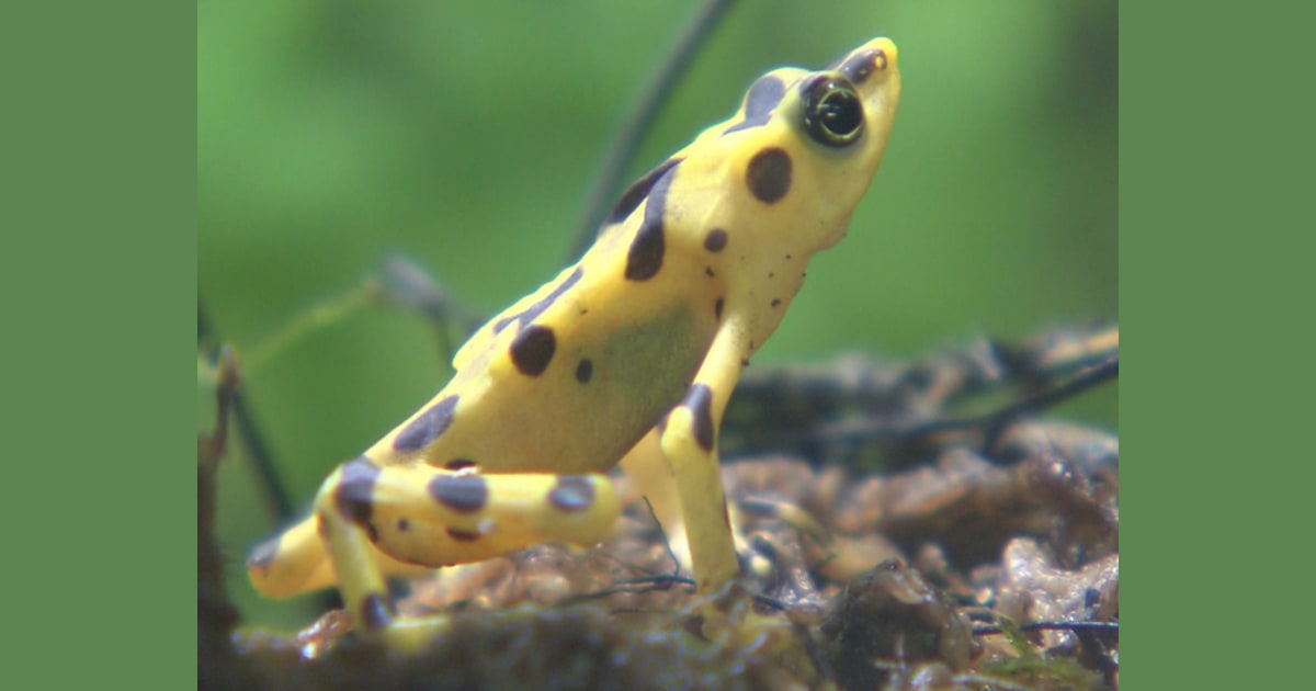 'Noah's Ark' built to save frogs in peril