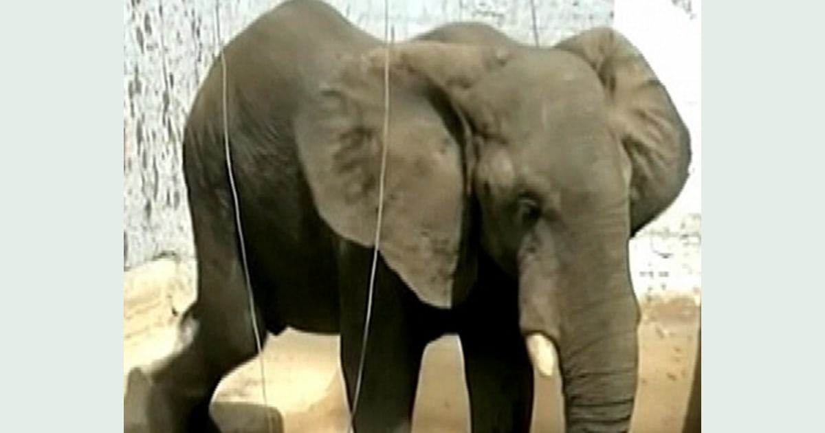 Tusk-ache treatment for zoo elephant