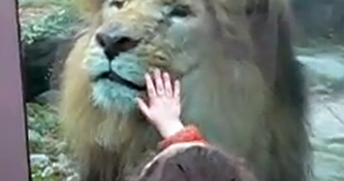 Lion enjoys tot's touch through glass