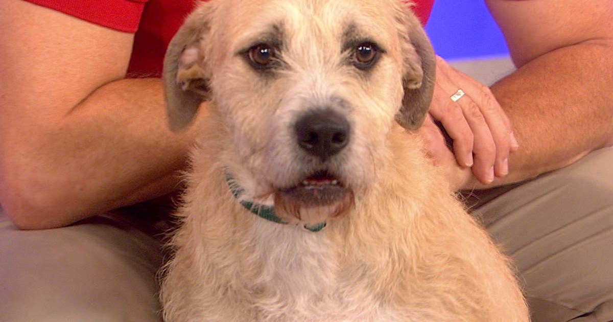 From dog shelter to Broadway: Meet the new ‘Sandy’