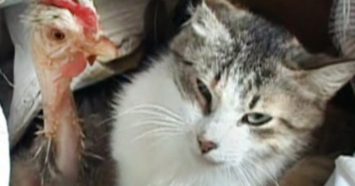 Mother hen adopts four kittens