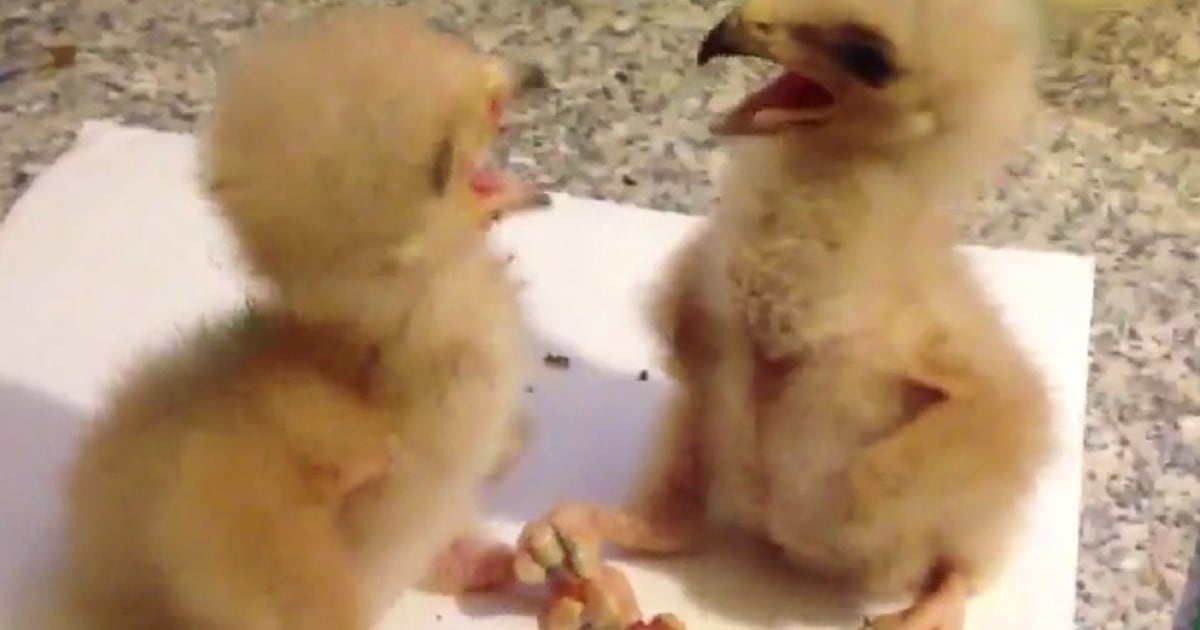 Feeling peckish? Baby birds squabble over food