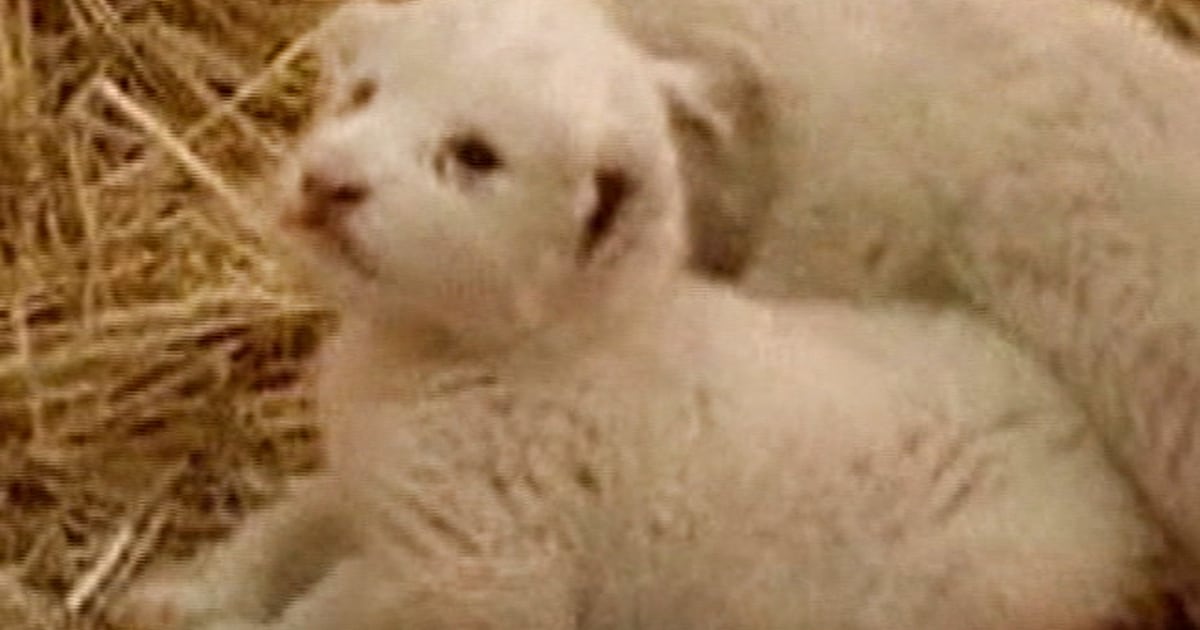 Two sets of cubs make public debuts