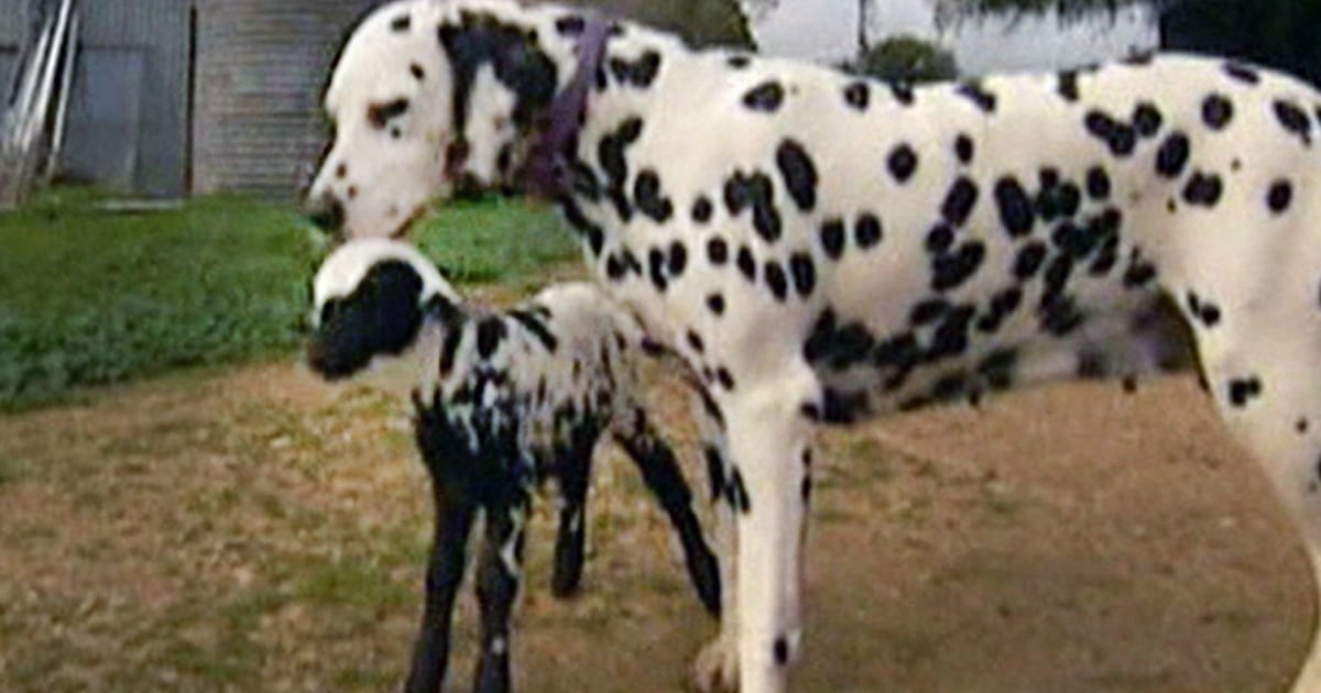 Spotted dog helps spotted baby lamb