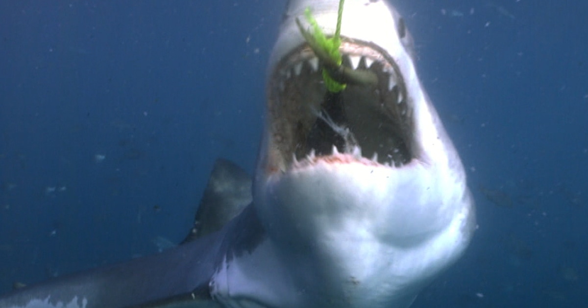 It’s Shark Week! Check out brand new images