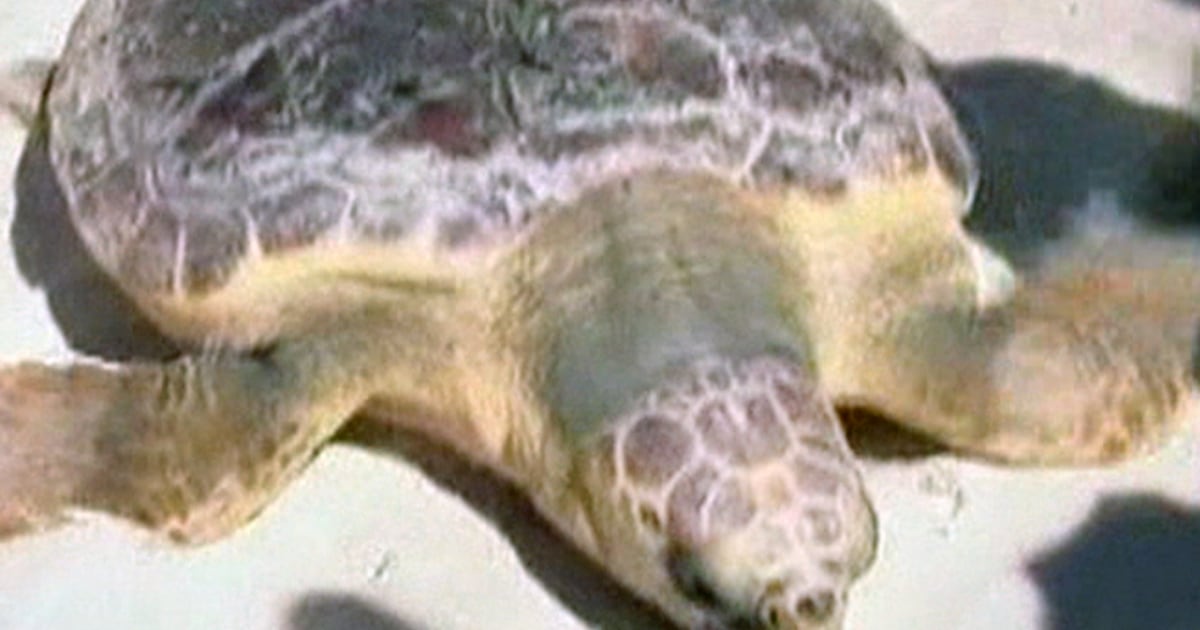 Freedom for injured loggerhead sea turtles