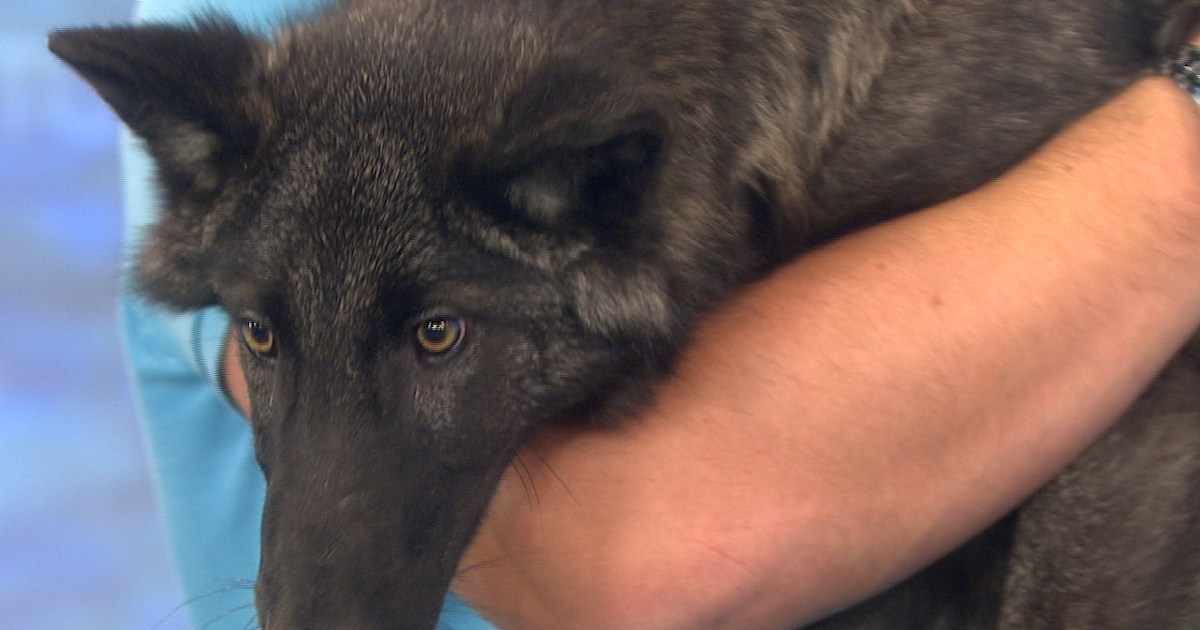 Gee whiz! Wolf hears call of nature in Studio 1A