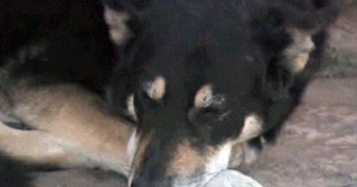 Dog keeps vigil at owner's tomb for six years