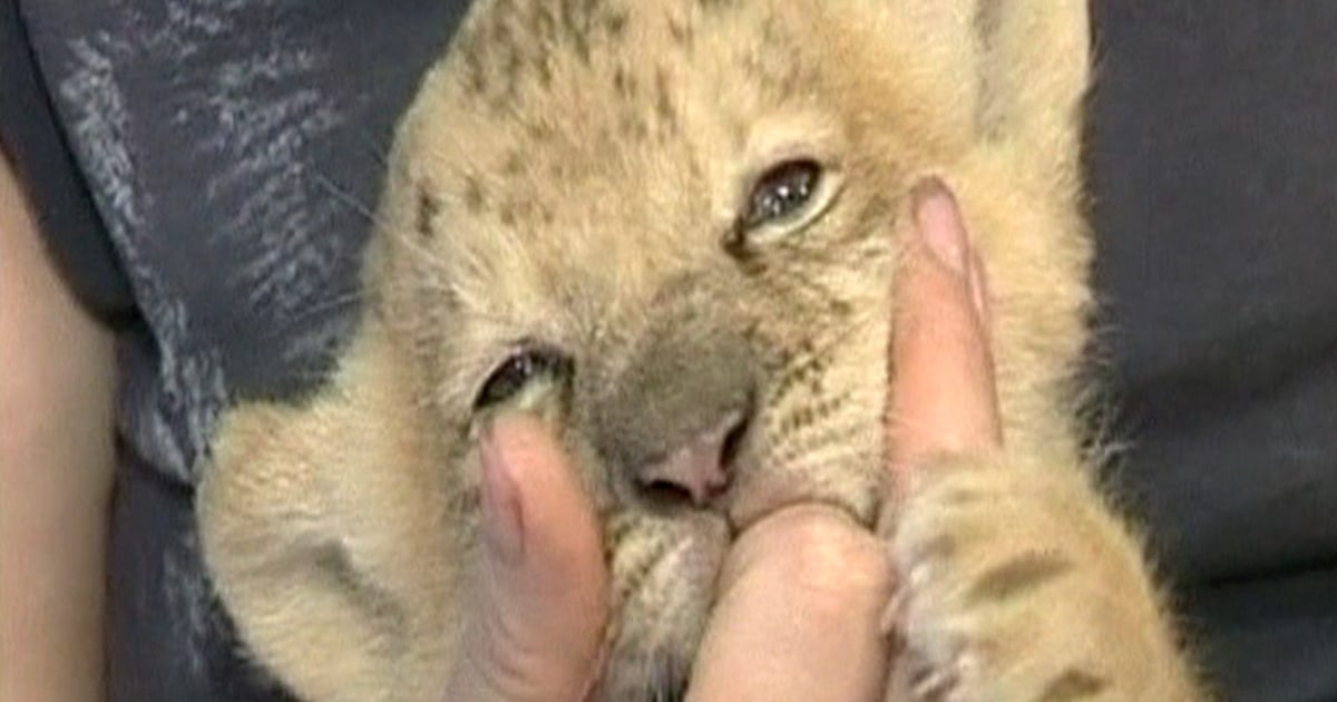 Zoo says cute cub is world’s first ‘liliger’