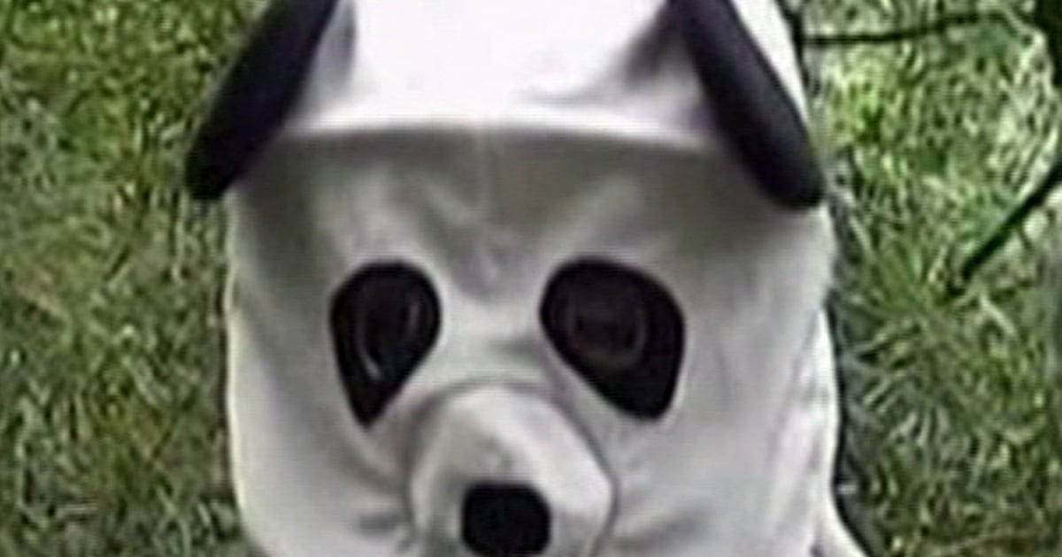 Why panda keepers are dressing as pandas