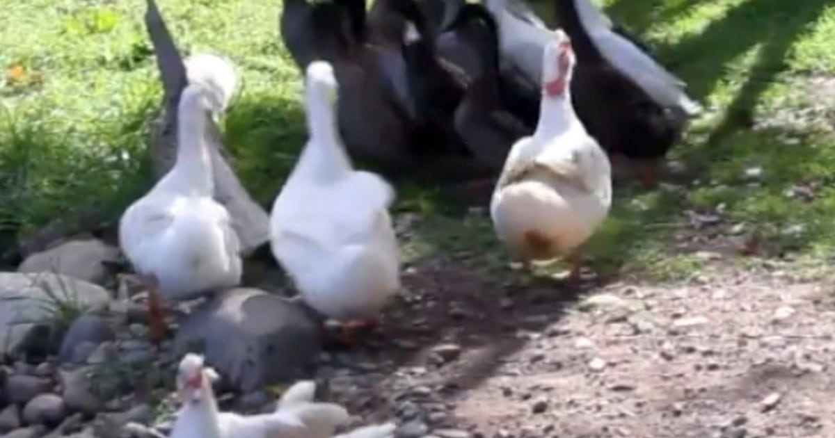 Rescued ducks take first water plunge