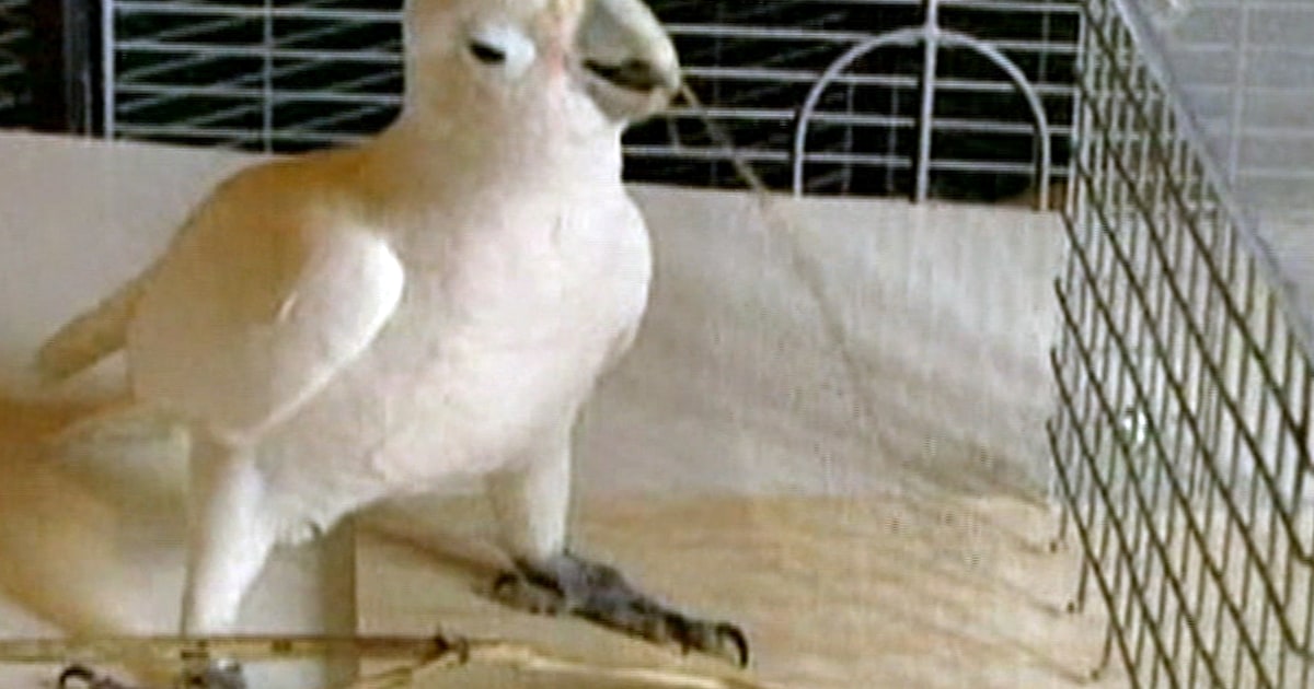 Bird proves brain when it wants food