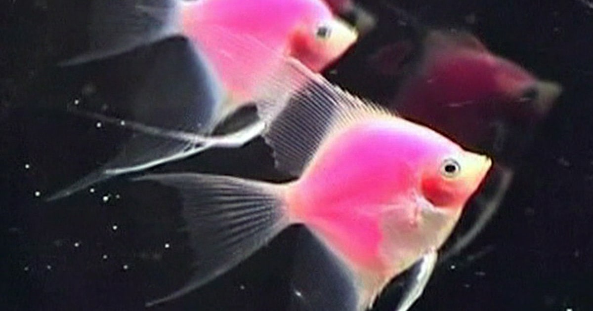 Fluorescent fish light up Taiwan aquarium
