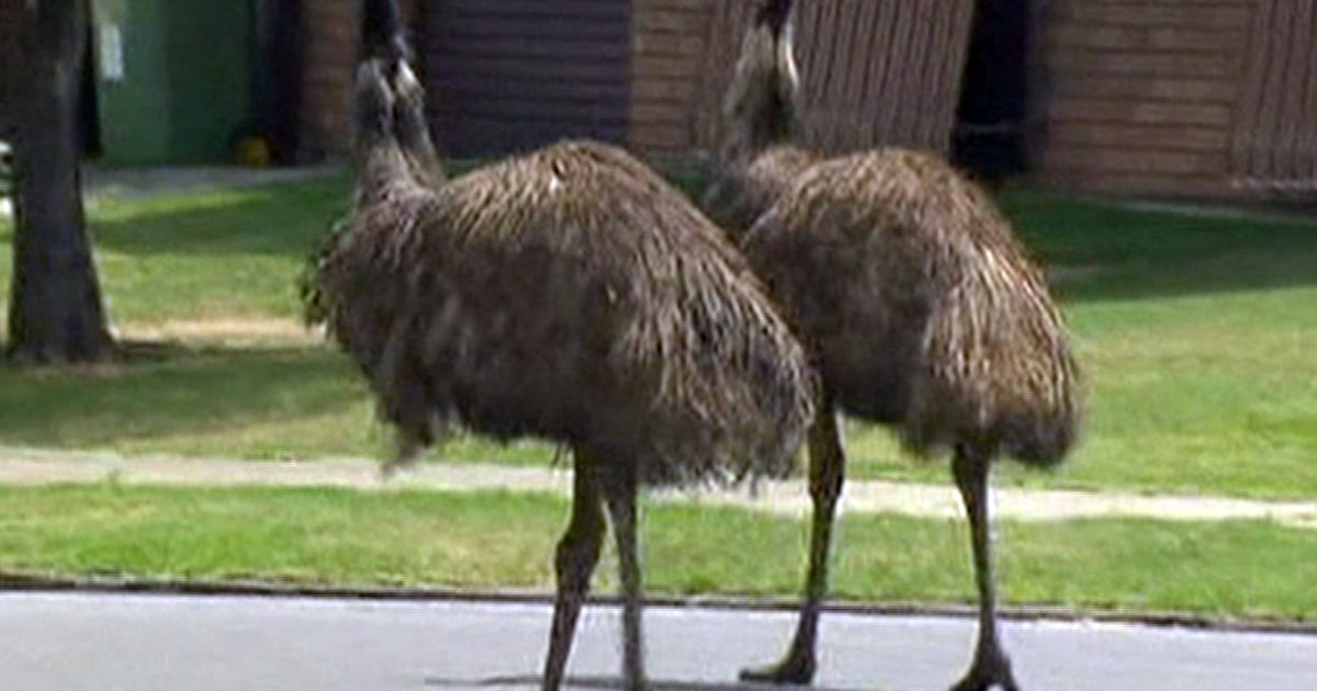 Why did these emus cross the road?