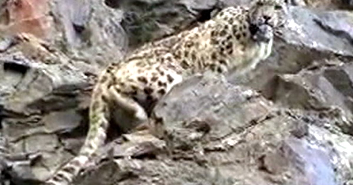 Tracking the elusive snow leopard