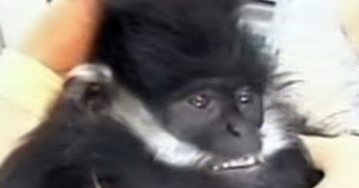 Monkey undergoes amputation in China