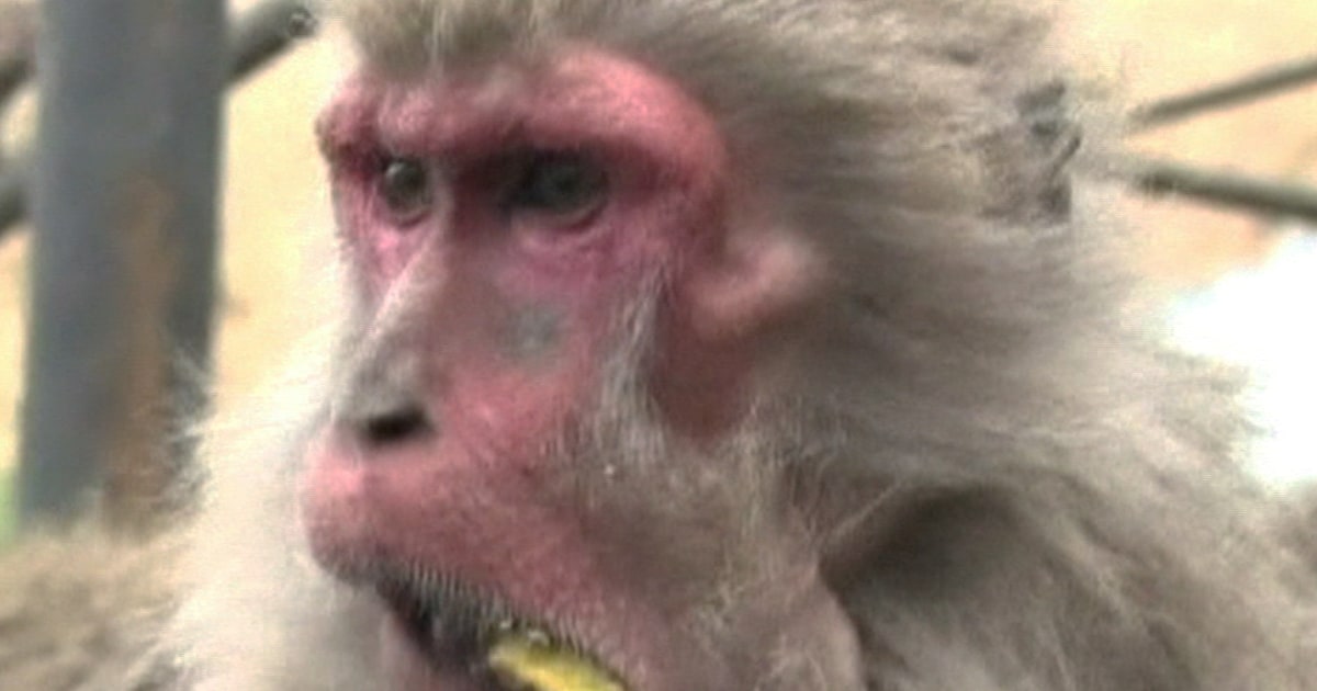 Monkeys gather 'round the campfire in Japan