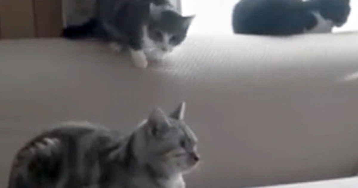 Cat attack! Feline launches airborne assault