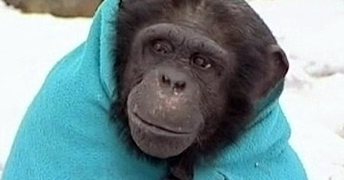 Chimp braves freezing cold in Wales