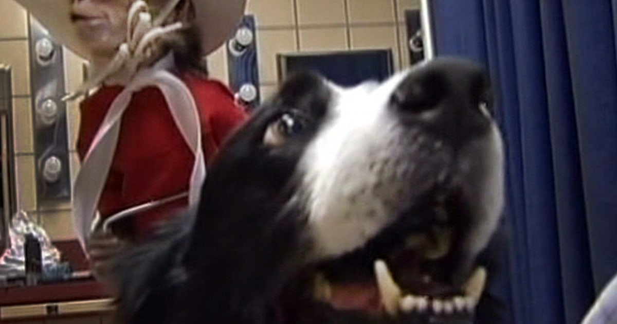 Monkey rodeo star wows crowds in Texas