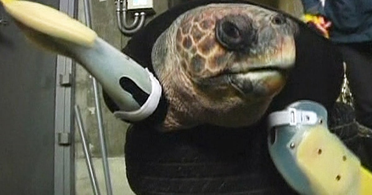 Turtle gets 27th pair of prosthetic flippers