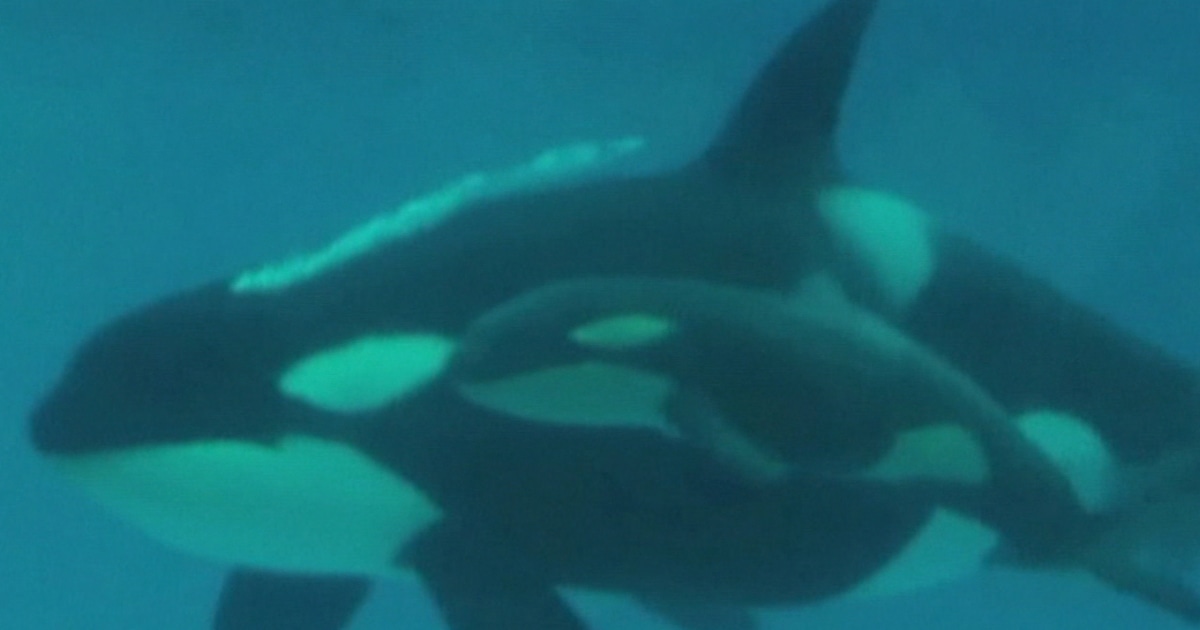 Baby orca born at San Diego SeaWorld