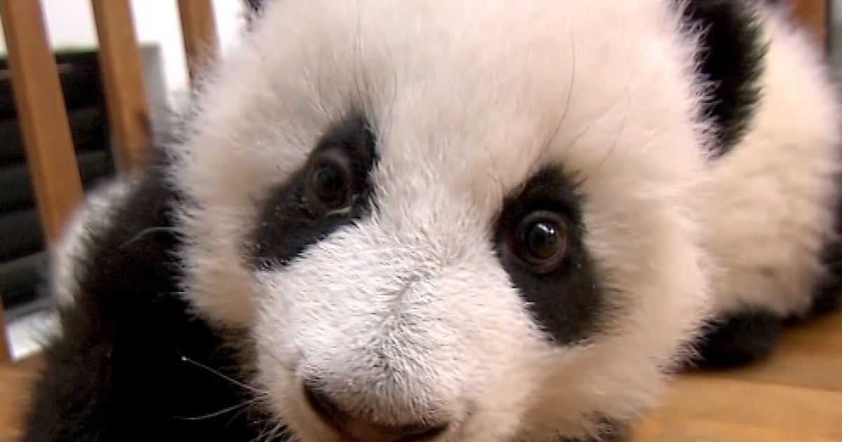 Controversy over giant panda conservation
