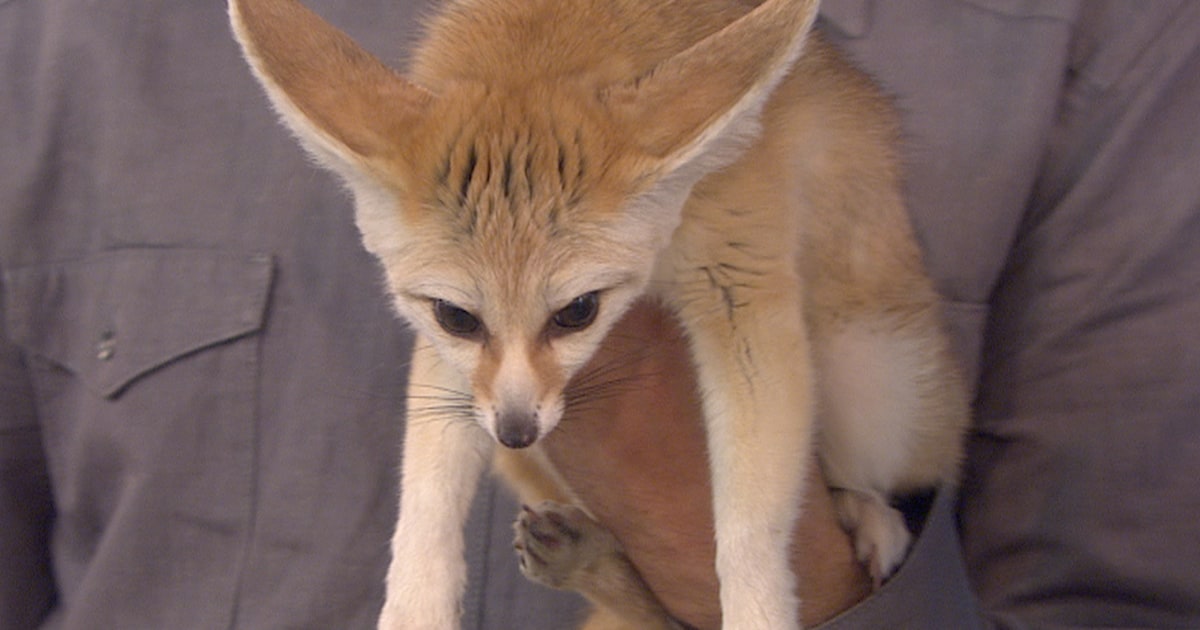 Extreme animals: Fennec fox, spider monkey