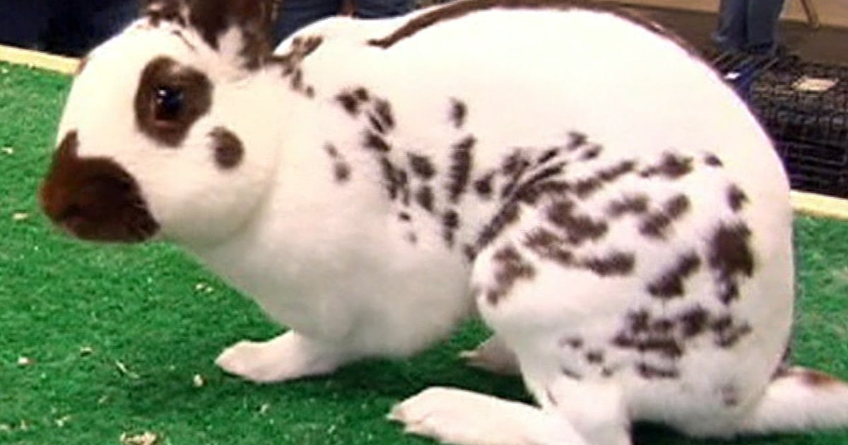 Kentucky hops with 2013 Rabbit Show