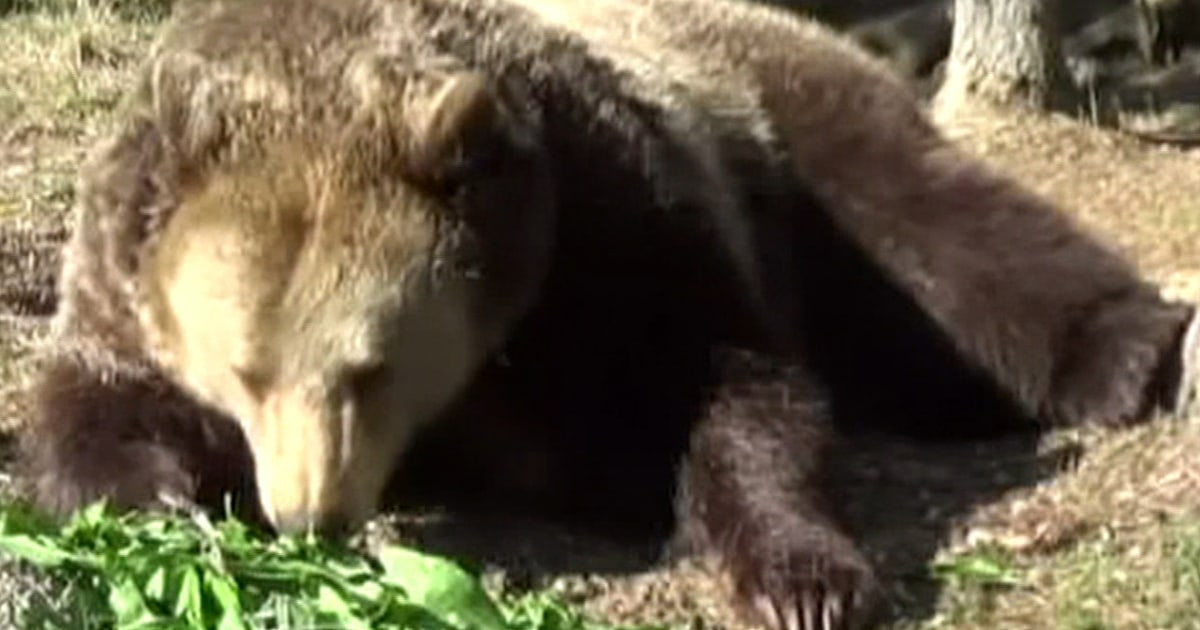 Springtime brings out the bears in Austria