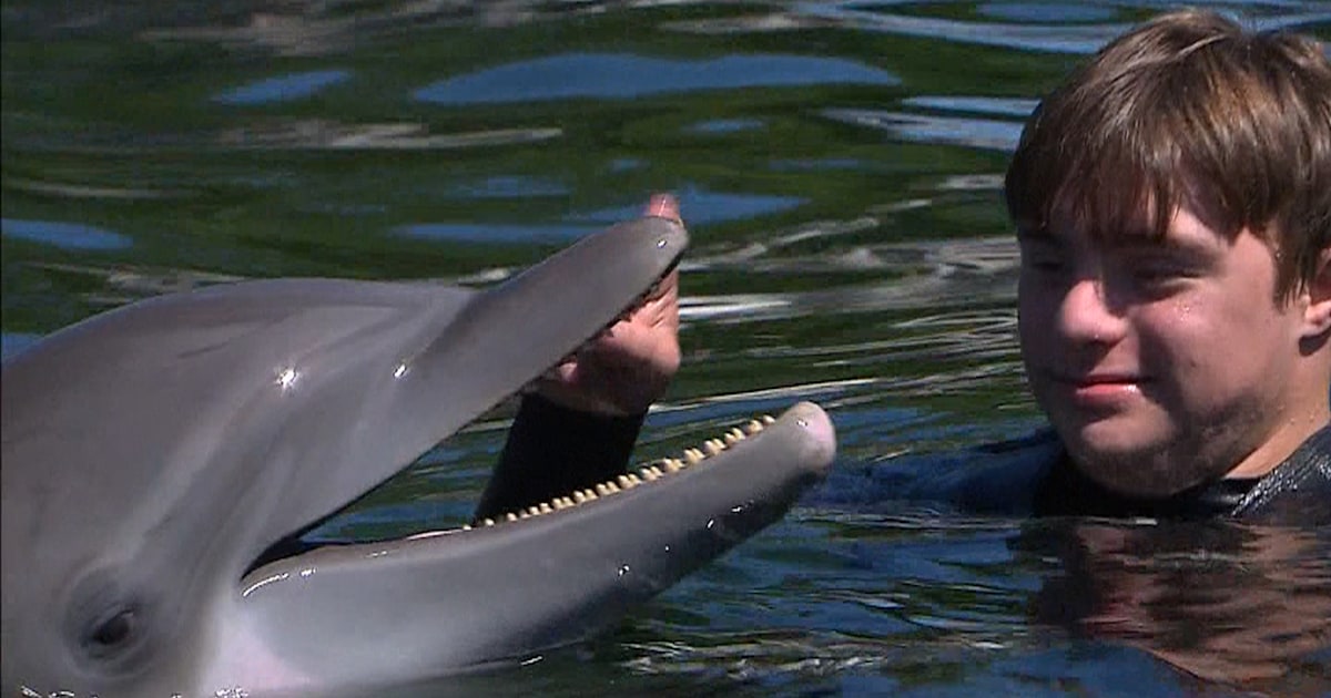 Therapy dolphin receives life-saving surgery