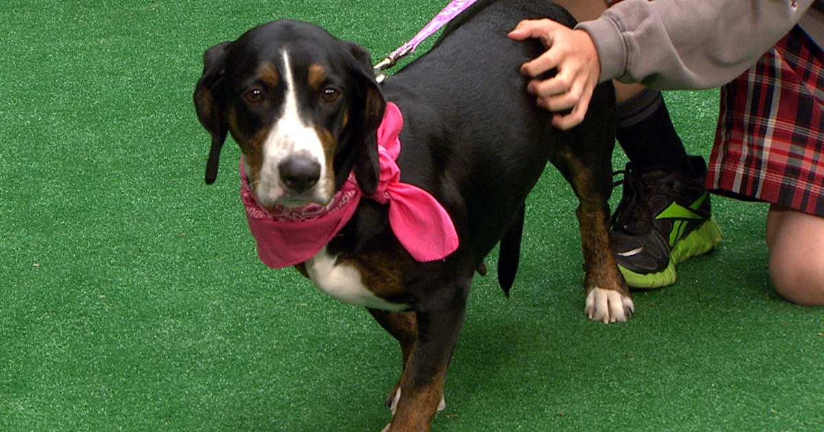 Bow to Wow: Adopt a pet during the dog days of summer