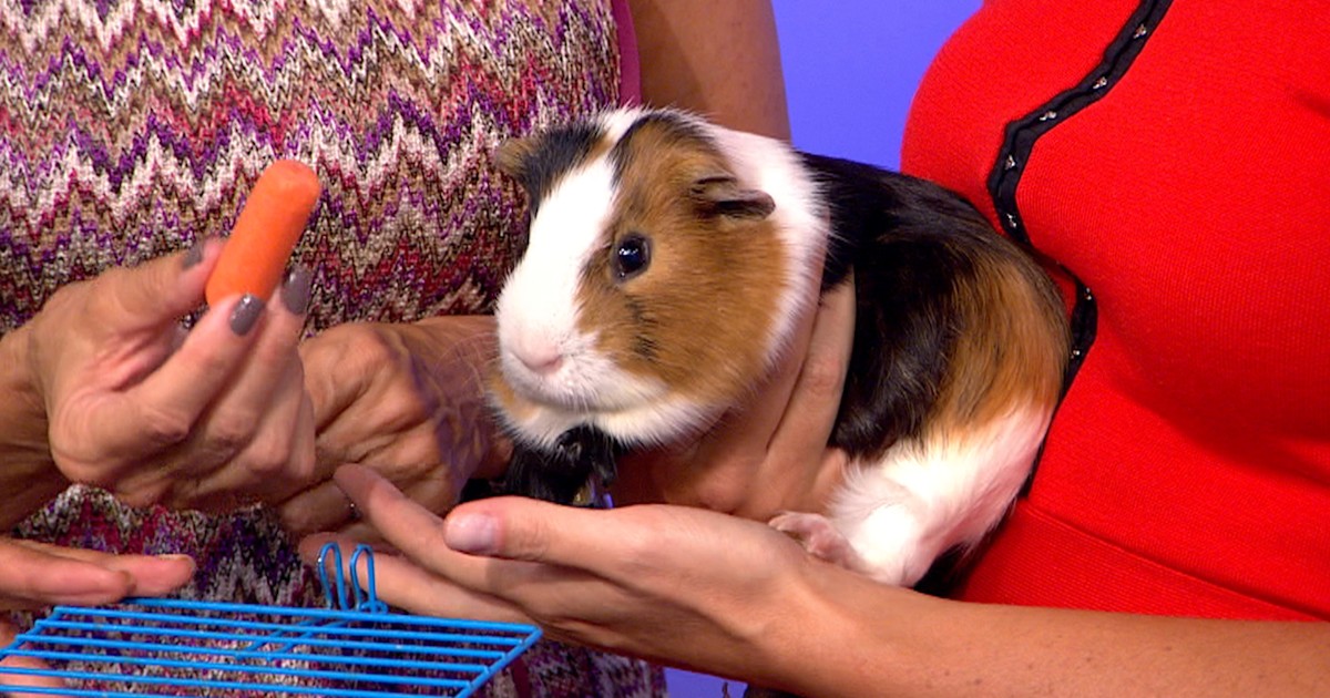 4 simple pets that even Hoda could care for