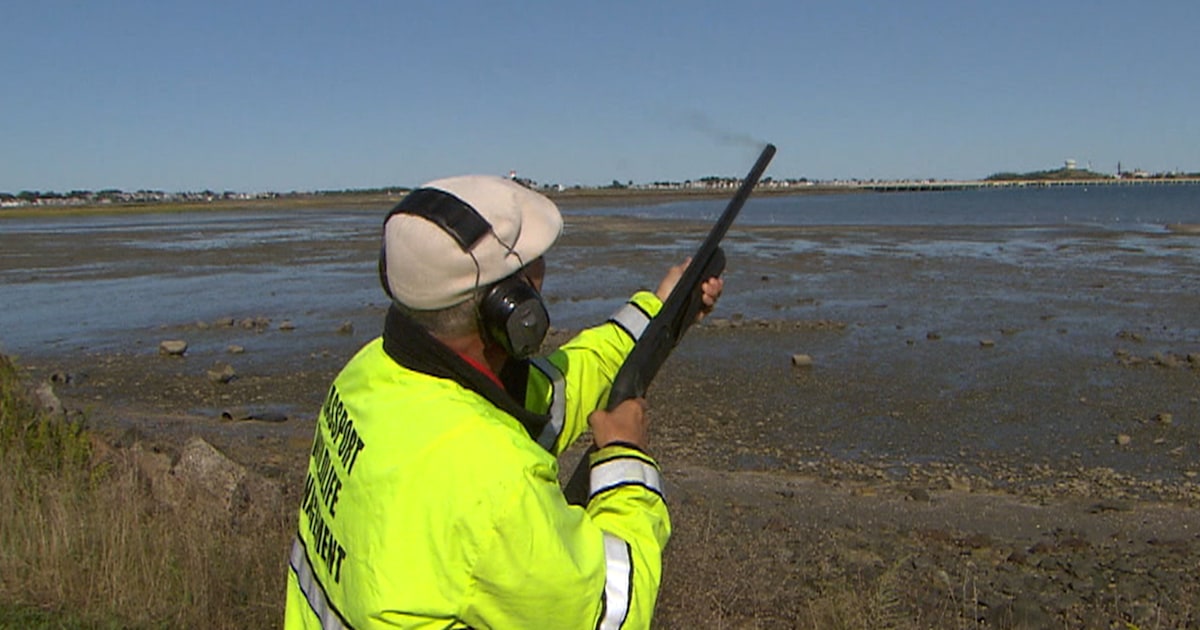 Rise in airplane bird strikes threatens flight safety