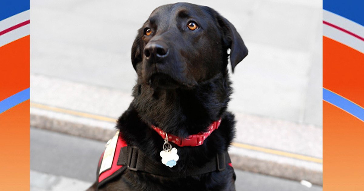 Illinois canine wins top firehouse dog title, cameo 'Chicago Fire' role
