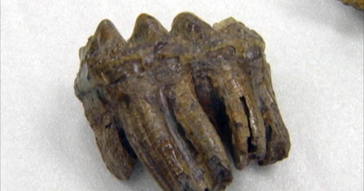 Ancient mastodon teeth found amid donations