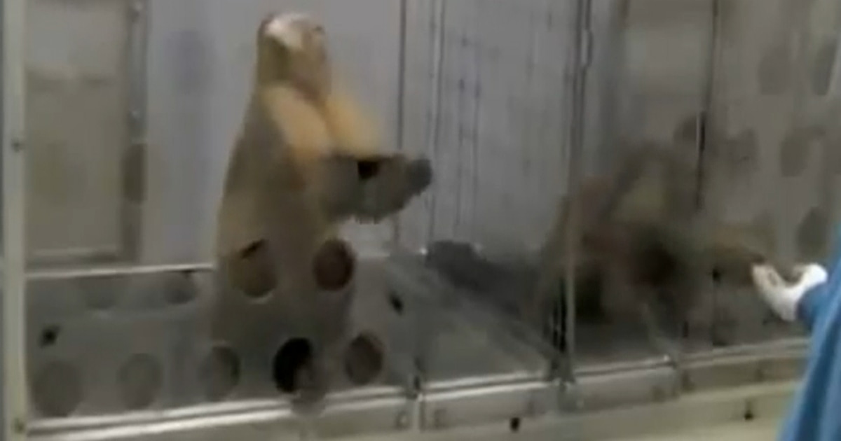 Monkey business: Video of experiment proves we're all about fairness ...
