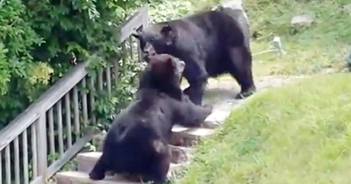 'Normal behavior': Video of brawling bears goes viral