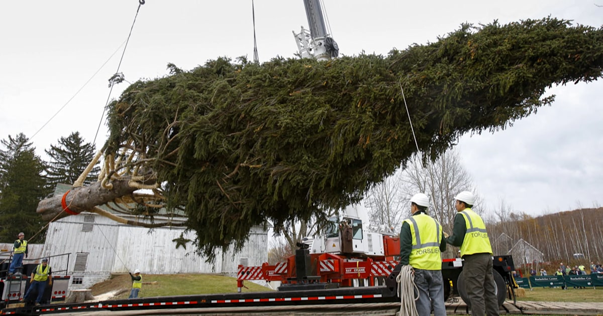 It's beginning to look a lot like Christmas: Rockefeller Center tree is ...