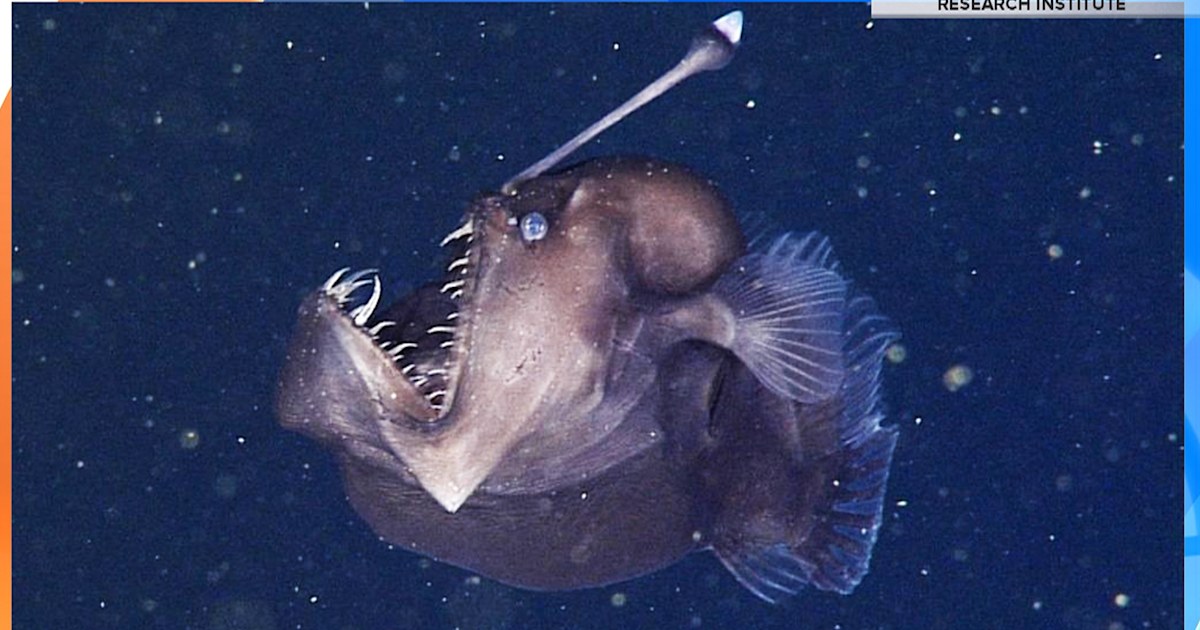 Sighting of black seadevil fish is caught on camera