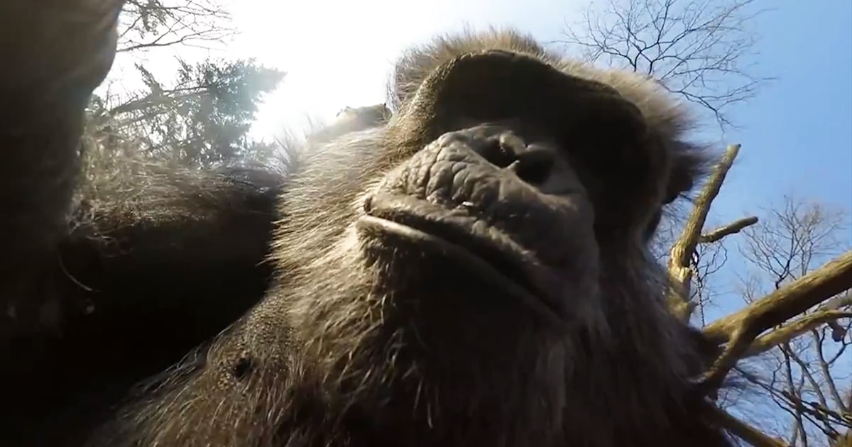 Watch: Chimp smacks drone out of the air