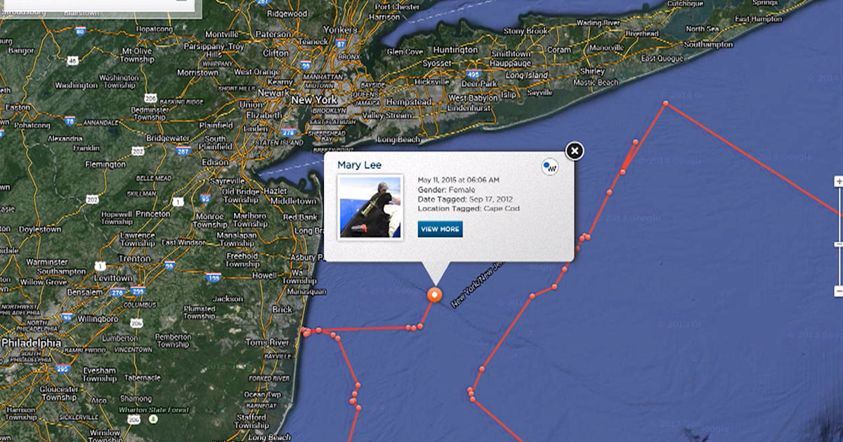 Great White Shark makes her way up the Jersey Shore
