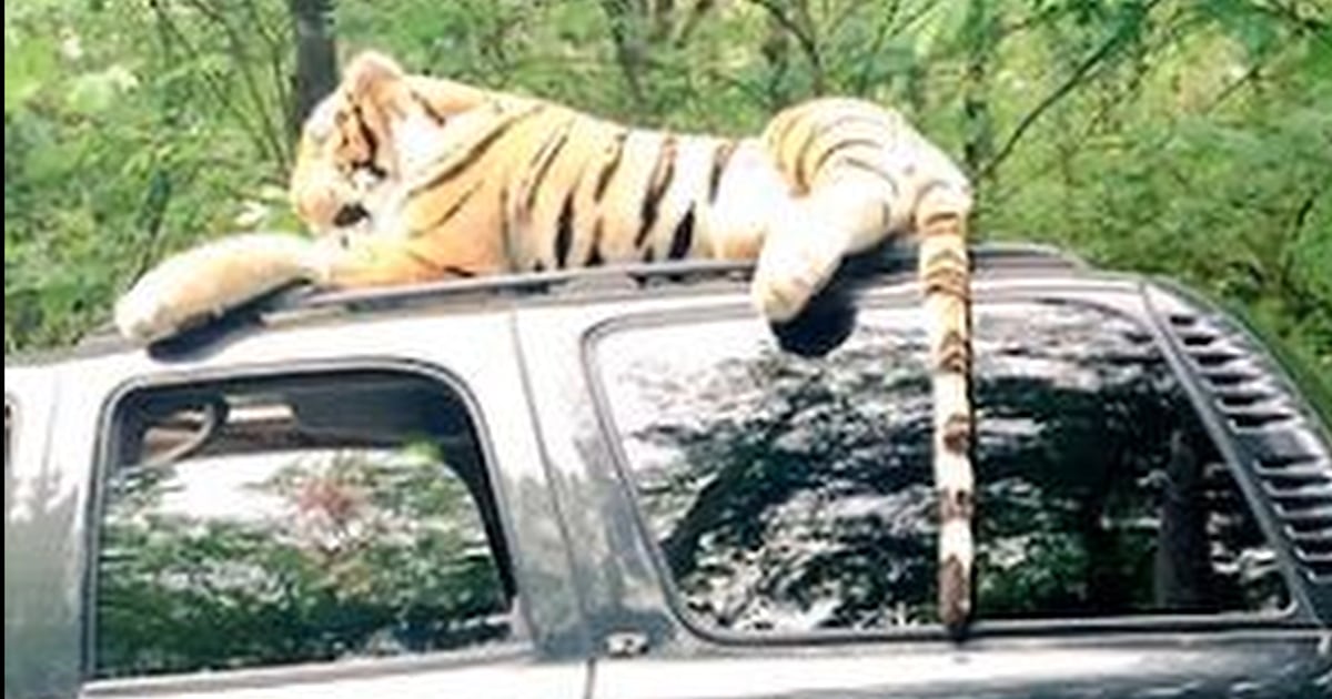 Driver mounts stuffed tiger on roof