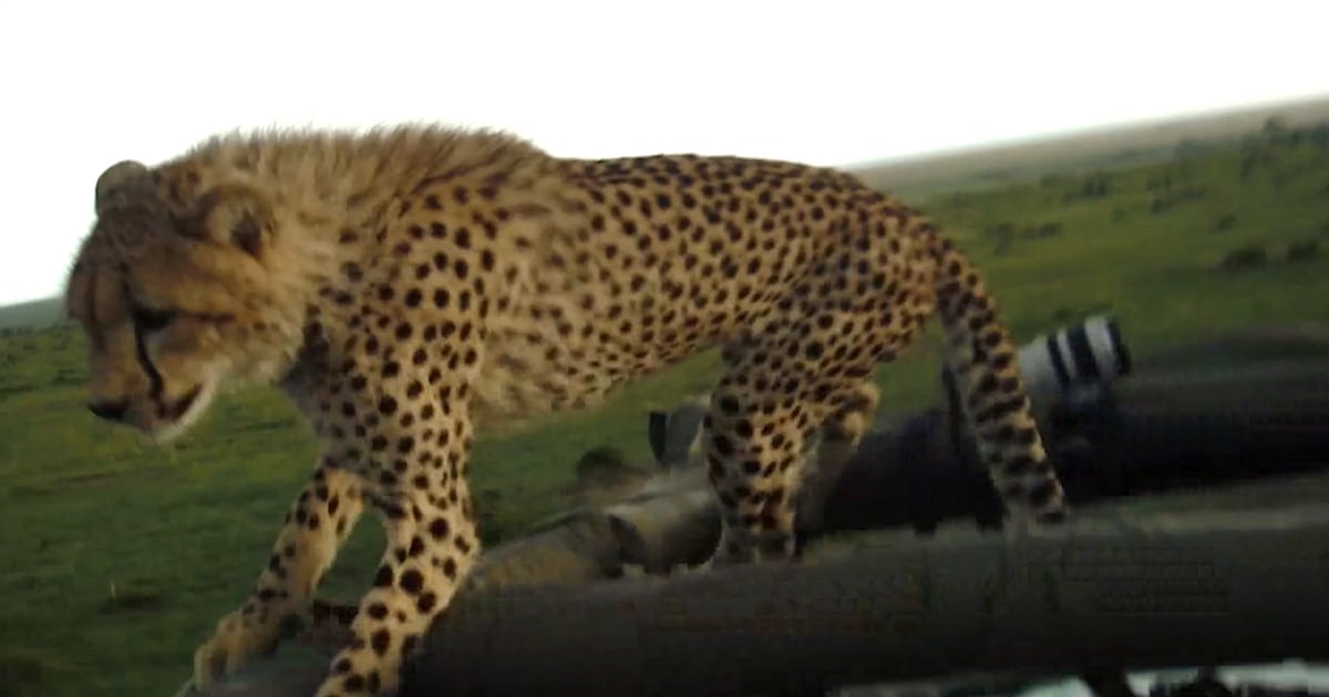 Watch: Cheetah falls into tourists’ car