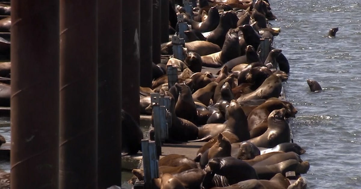 Oregon town gets creative to deal with sea lion invasion
