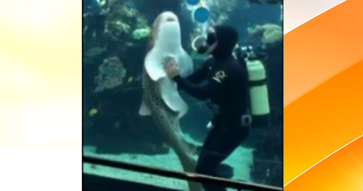 Watch: Shark snuggles with aquarium worker