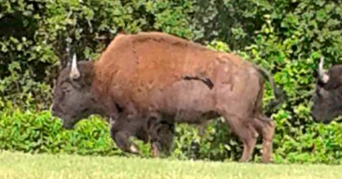 Watch: Bison escape from New York farm