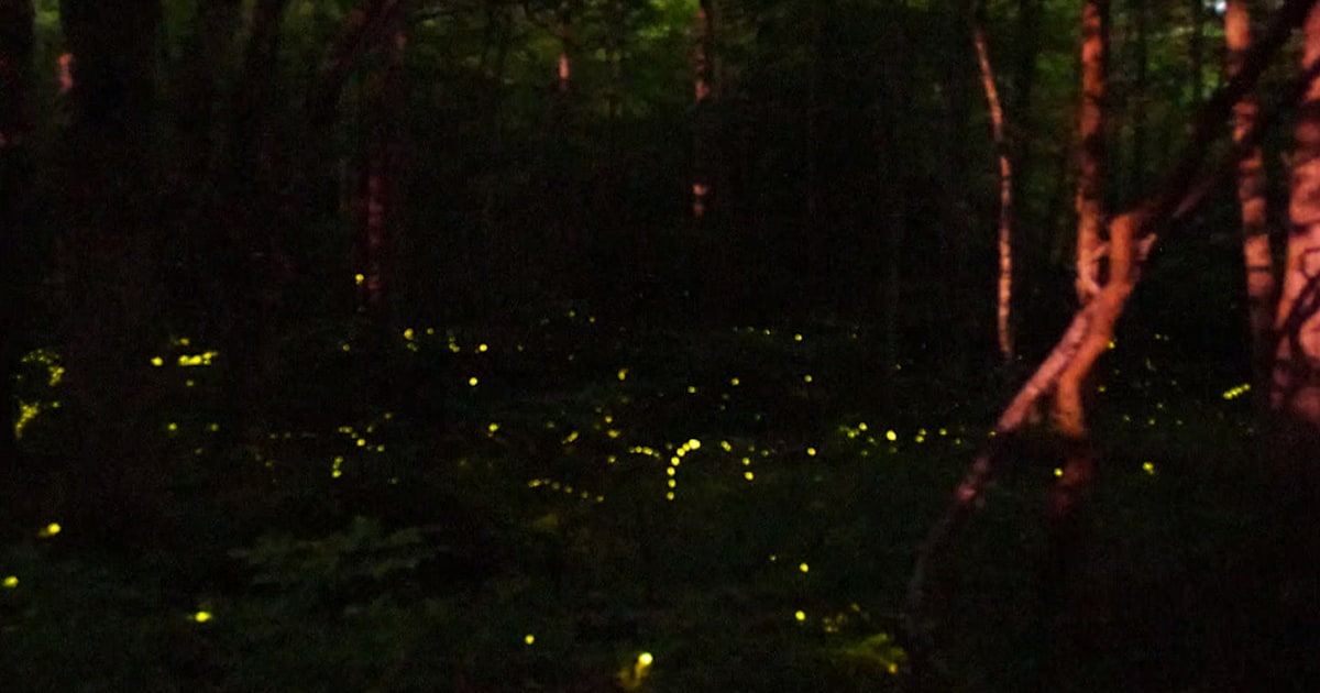 Watch: Fireflies create mother nature’s light show