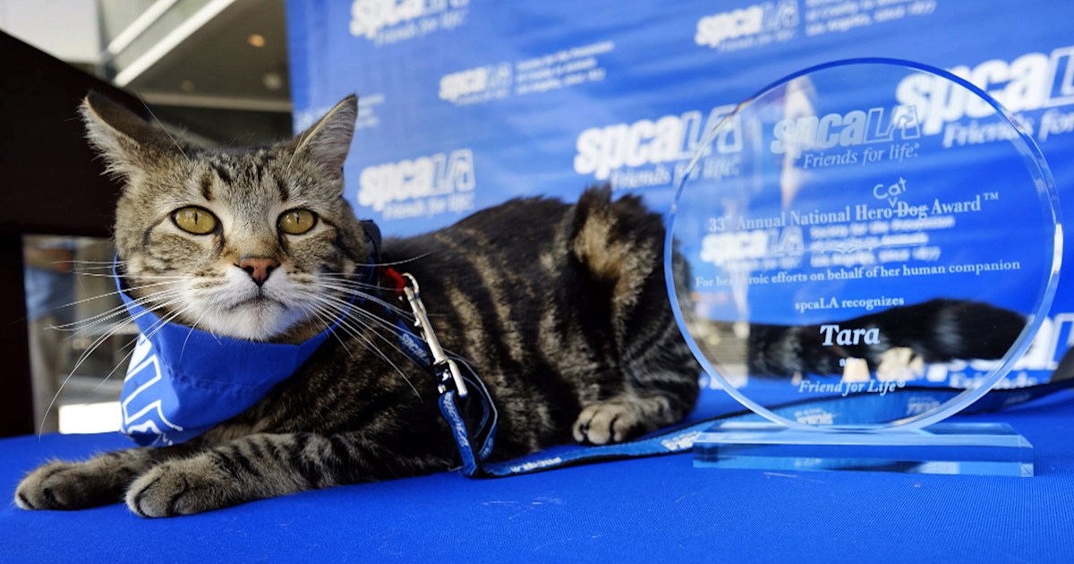 Hero cat honored – with hero dog award – for saving boy